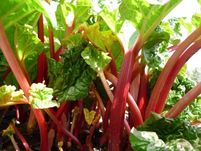 Is rabarber gezond? » De Levensstijl